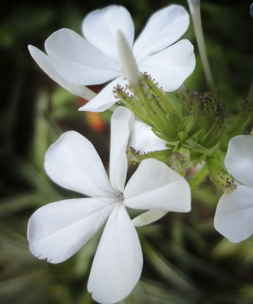 Pikake Scented Candle – Sierra Mountain Candle Co