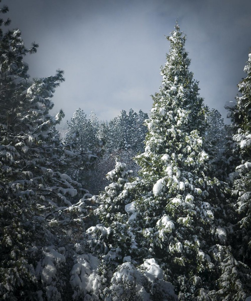 Mountain Pine Scented Candle – Sierra Mountain Candle Co